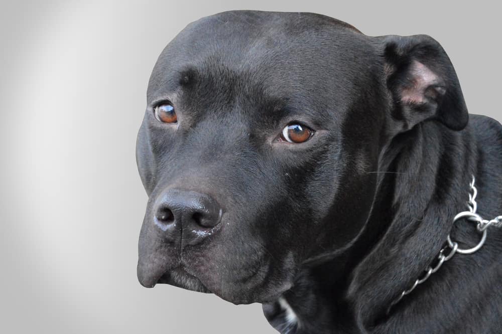 Breeds Archive - Page 2 of 64 - K9 Web