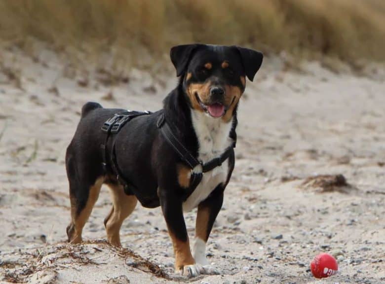 Breeds Archive - K9 Web