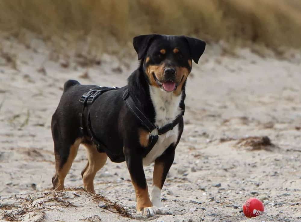 Breeds Archive - K9 Web