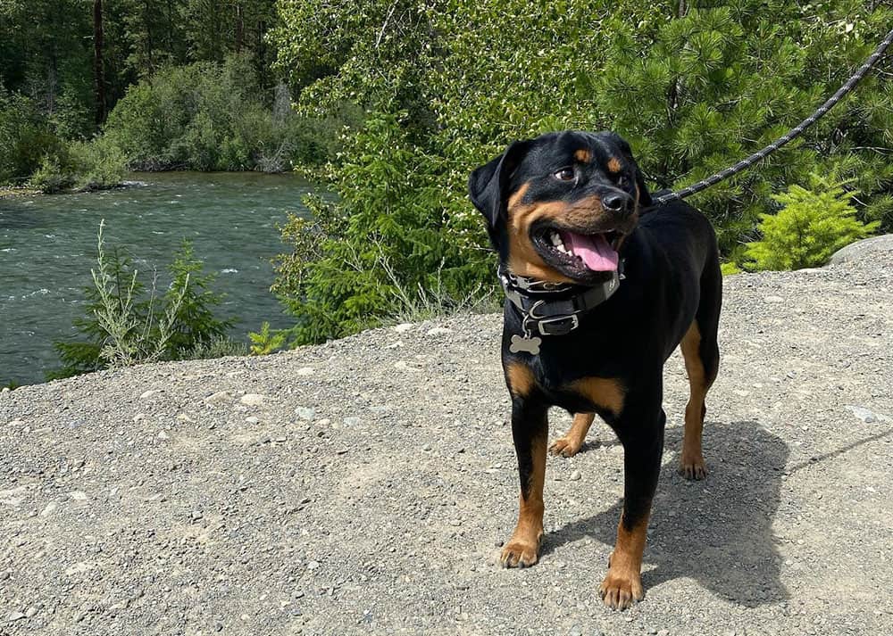 Are There Miniature Rottweilers