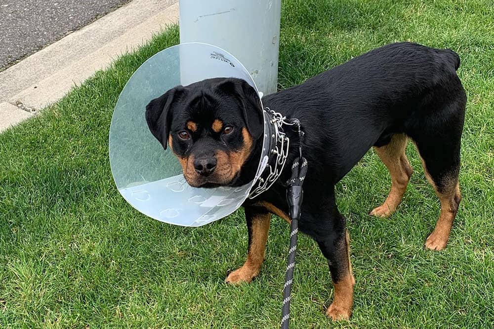 Are There Miniature Rottweilers