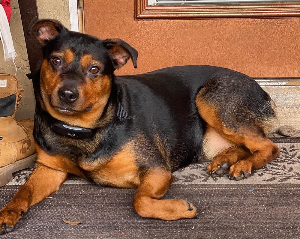 Are There Miniature Rottweilers