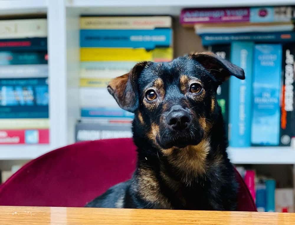 Are There Miniature Rottweilers