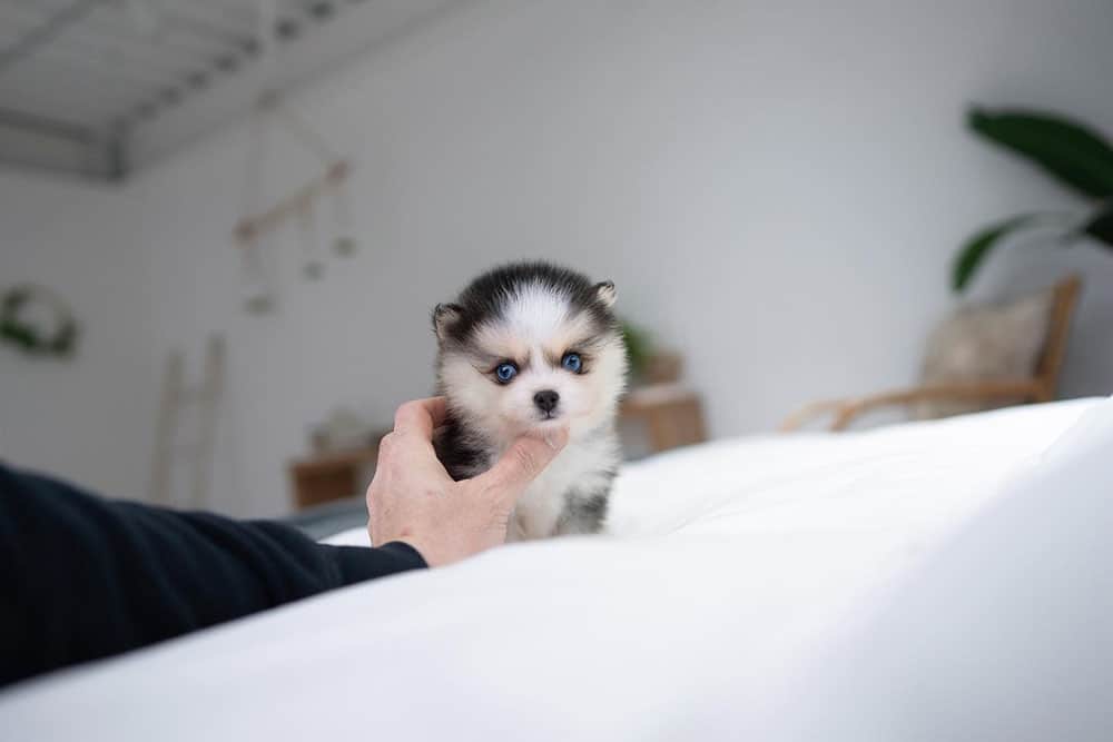 Teacup Pomsky: Everything You Need to Know - K9 Web