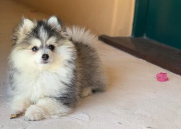Teacup Pomsky: Everything You Need to Know - K9 Web