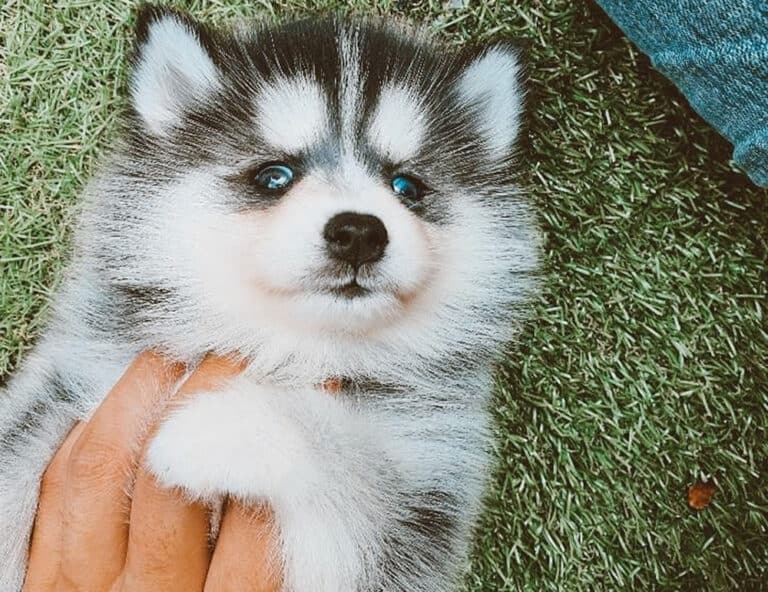 Teacup Pomsky: Everything You Need to Know - K9 Web