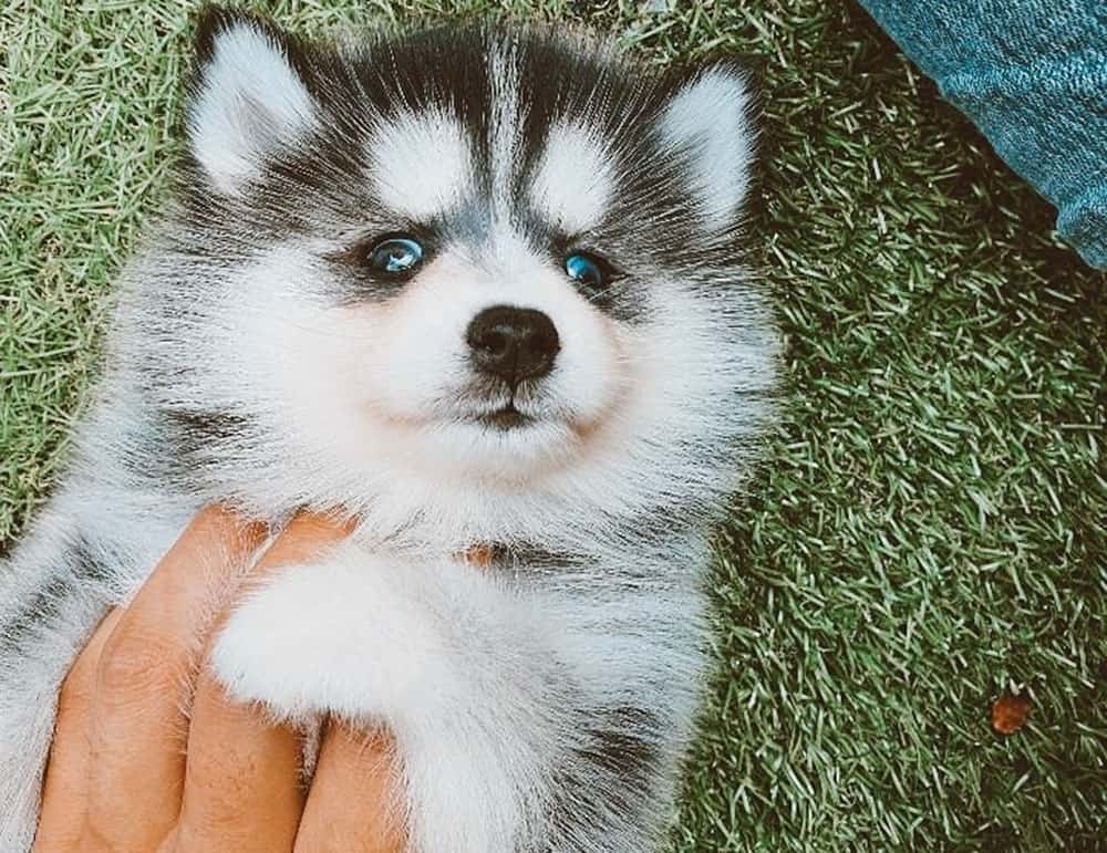 Teacup Pomsky: Everything You Need to Know - K9 Web