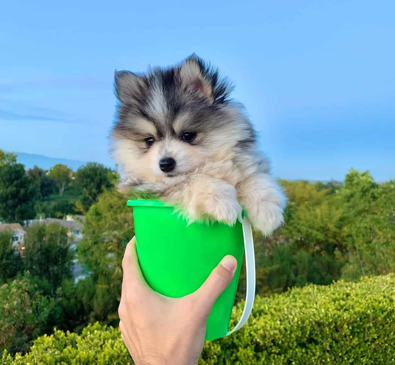 Teacup Pomsky: Everything You Need to Know - K9 Web